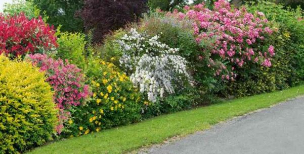 Arbustes de haie - La pépinière comestible