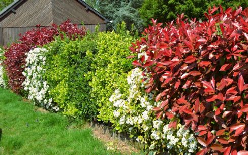 Kits-de-haie pré-conçus - La pépinière comestible